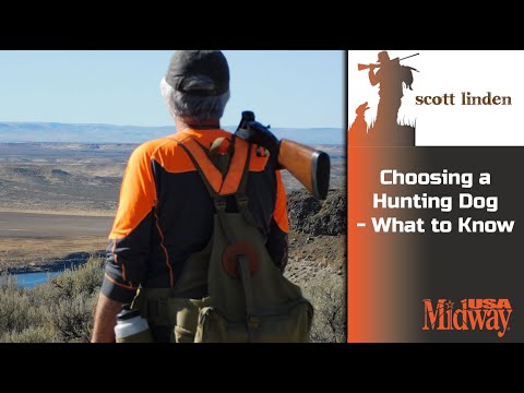 Choosing a Hunting Dog - What to Know | Scott Linden