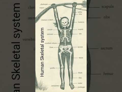 Human Skeletal system.