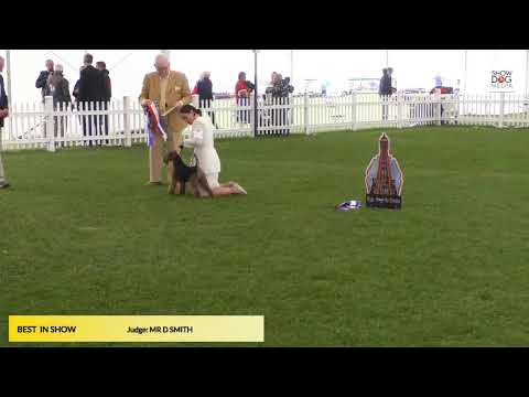 Blackpool 25 Day 3 Terrier Working & Pastoral Groups & Best in Show