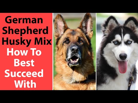 German Shepherd Husky Mix: How to Best Succeed With