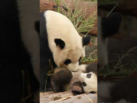 5 Fun Facts About Pandas!