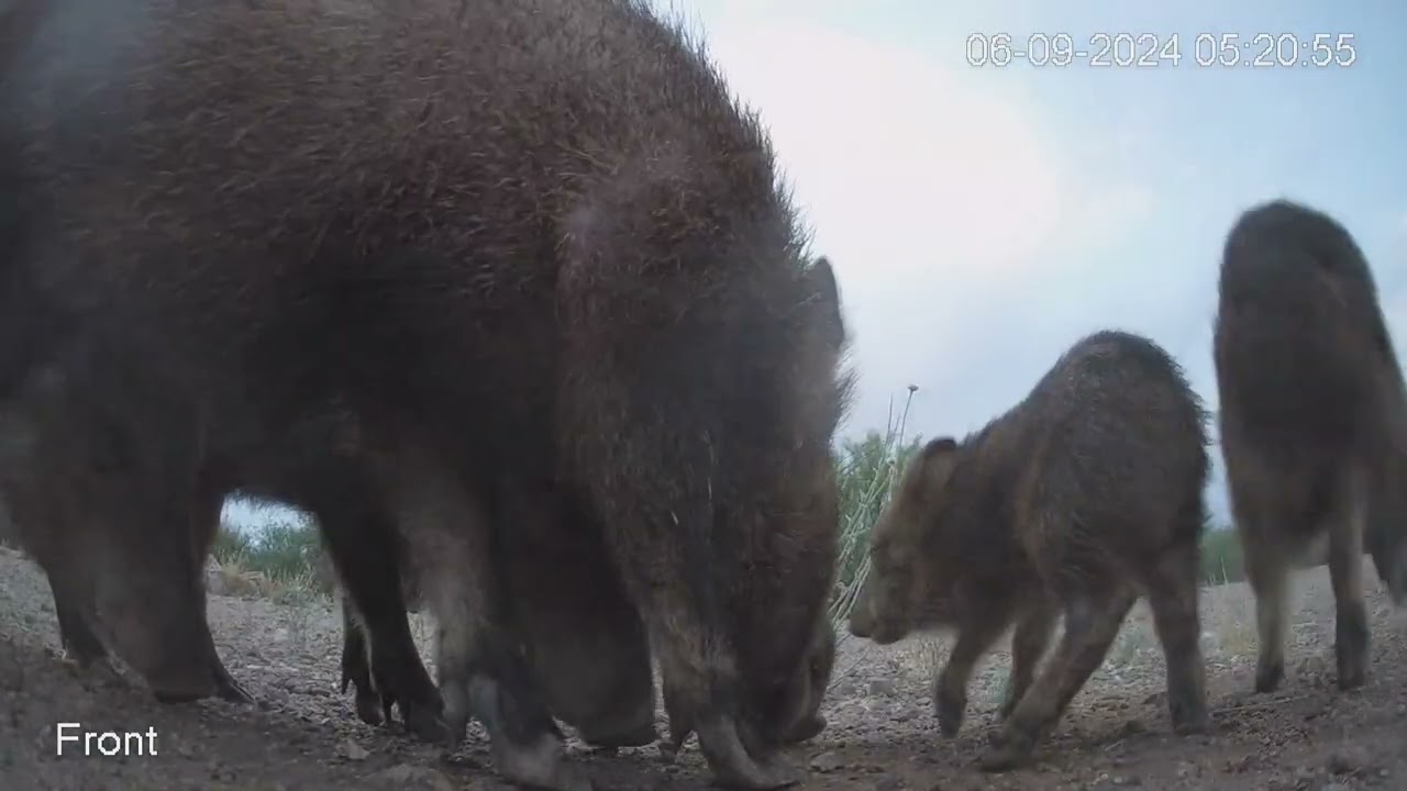 Javelina Babies with Zoomies