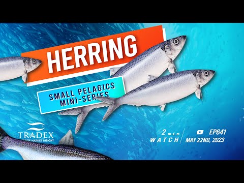 3MMI - Herring: Quotas, Harvest, Key Markets, Demand, Market Outlook