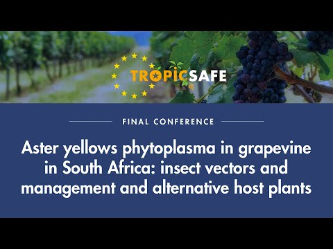 Kerstin Krüger - Aster yellows phytoplasma in grapevine in South Africa