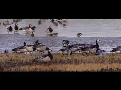 Mute swans, barnacle geese, other birds | Dear Kitty. Some blog