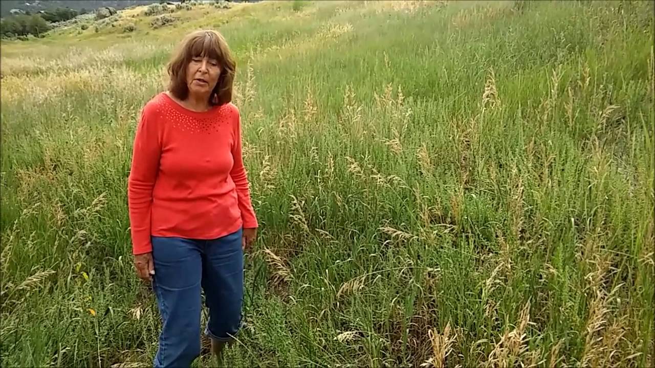 How to Identify Smooth brome – Bromus inermis - Colorado Grass