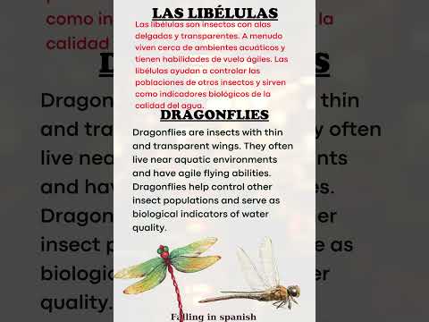 Dragonflies (Spanish vocabulary) #español #learnenglish #spanishfluency #shorts