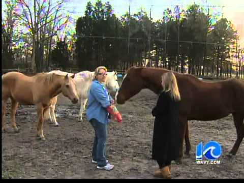 Horse slaughterhouses to reopen in the US