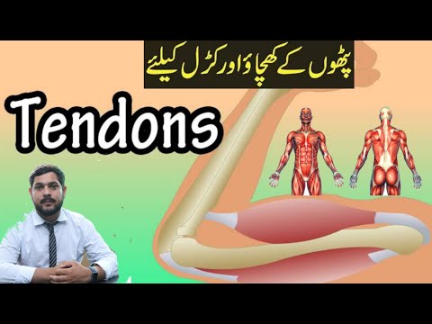 muscular system meaning in urdu #musclecar #muscles