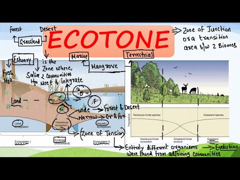 ECOTONE,EDGE EFFECT, ECOCLINE - EXPLAINED in HINDI