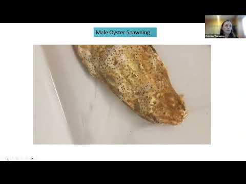 Shellfish and Marine Habitat Restoration