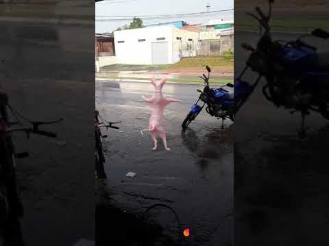 O gato sem pêlo