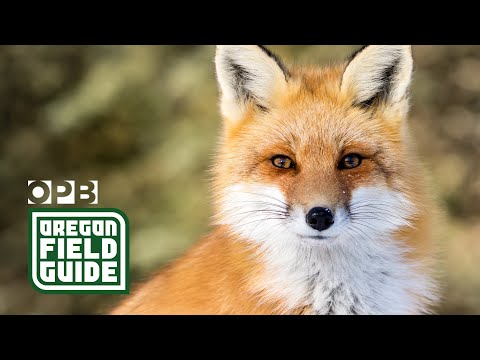 The search for the Sierra Nevada red fox | Oregon Field Guide