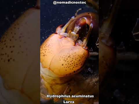 Nightmare Larva