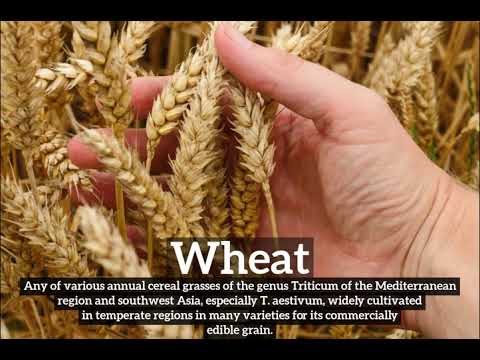 What is Wheat? | How Does Wheat Look? | How to Say Wheat in English?
