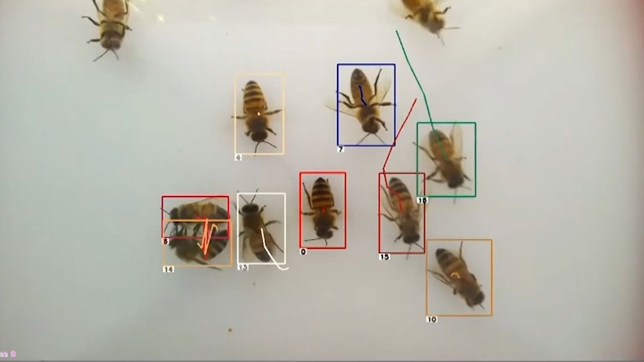 Mass. beekeeping company says AI tech leads to healthier hives