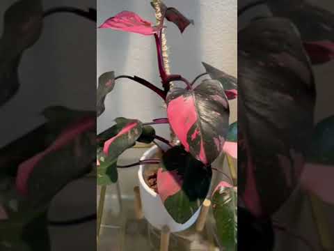 best indoor plants #shorts