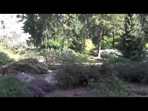 Species Rhododendrons from Around the World