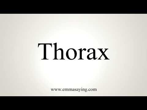 How To Pronounce Thorax