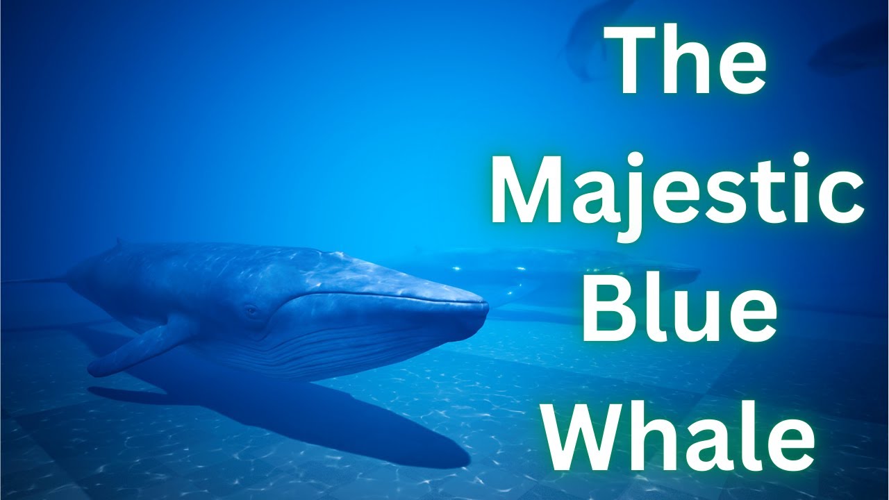 The Majestic Blue Whale