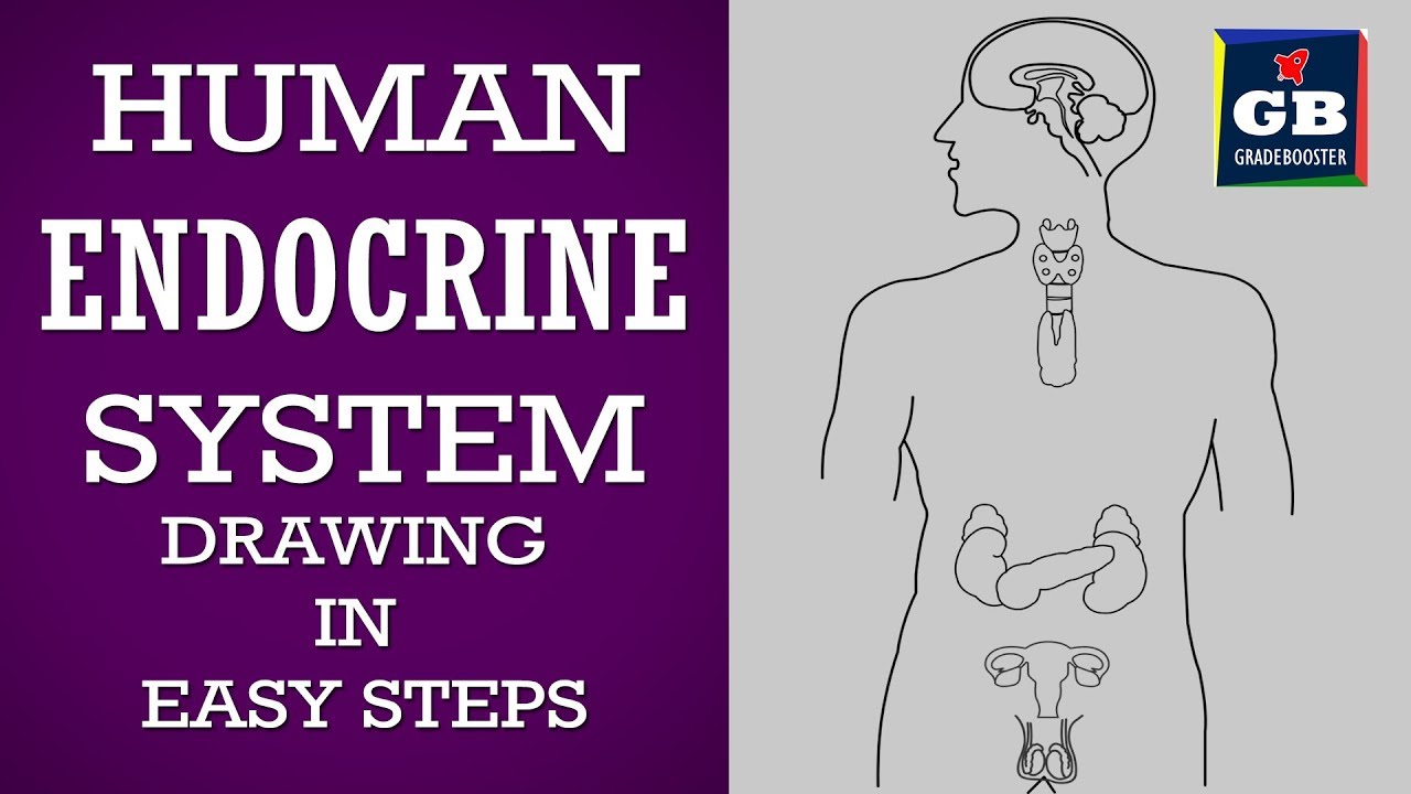 How to draw human endocrine system in easy steps :Control & coordination : ncert class 10 | Science