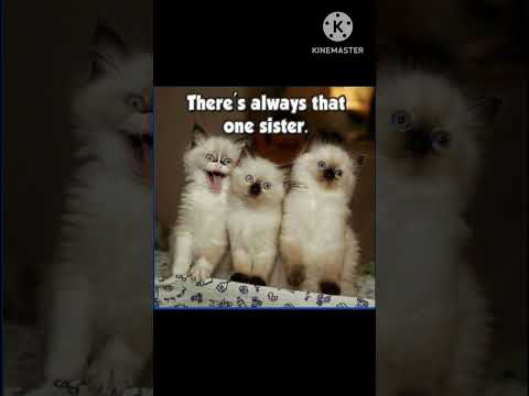 Funny cat memes from discord...