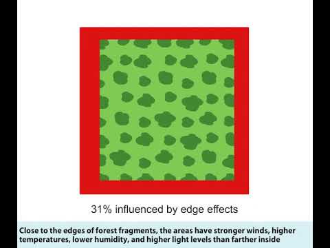 Edge effects #manaus #brazil #ecology #biology #NEET