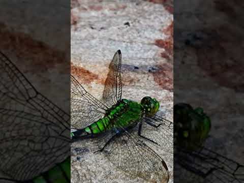 Females Are Mean #shorts #edit #animals #dragonfly