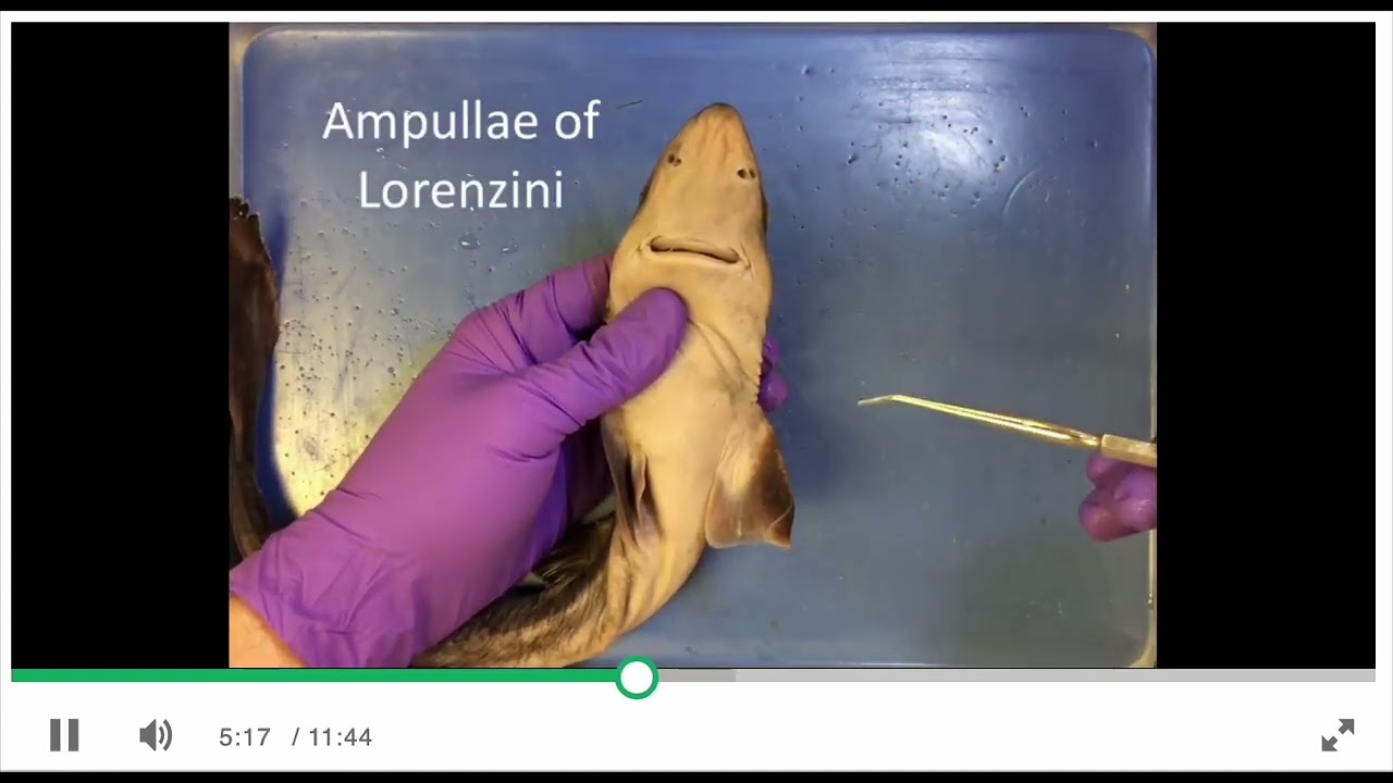 Spiny Dogfish Shark Dissection