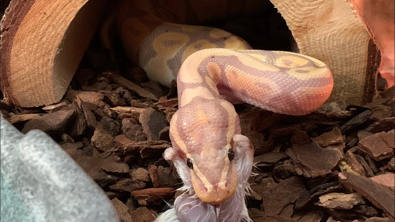 Banana ball python feeding