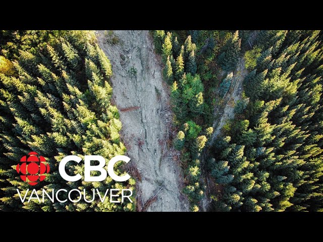 Deforestation in British Columbia, Canada: Effects, Causes, and ...