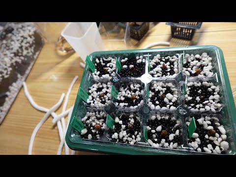 How I Grow Corms | My Setup & Tips