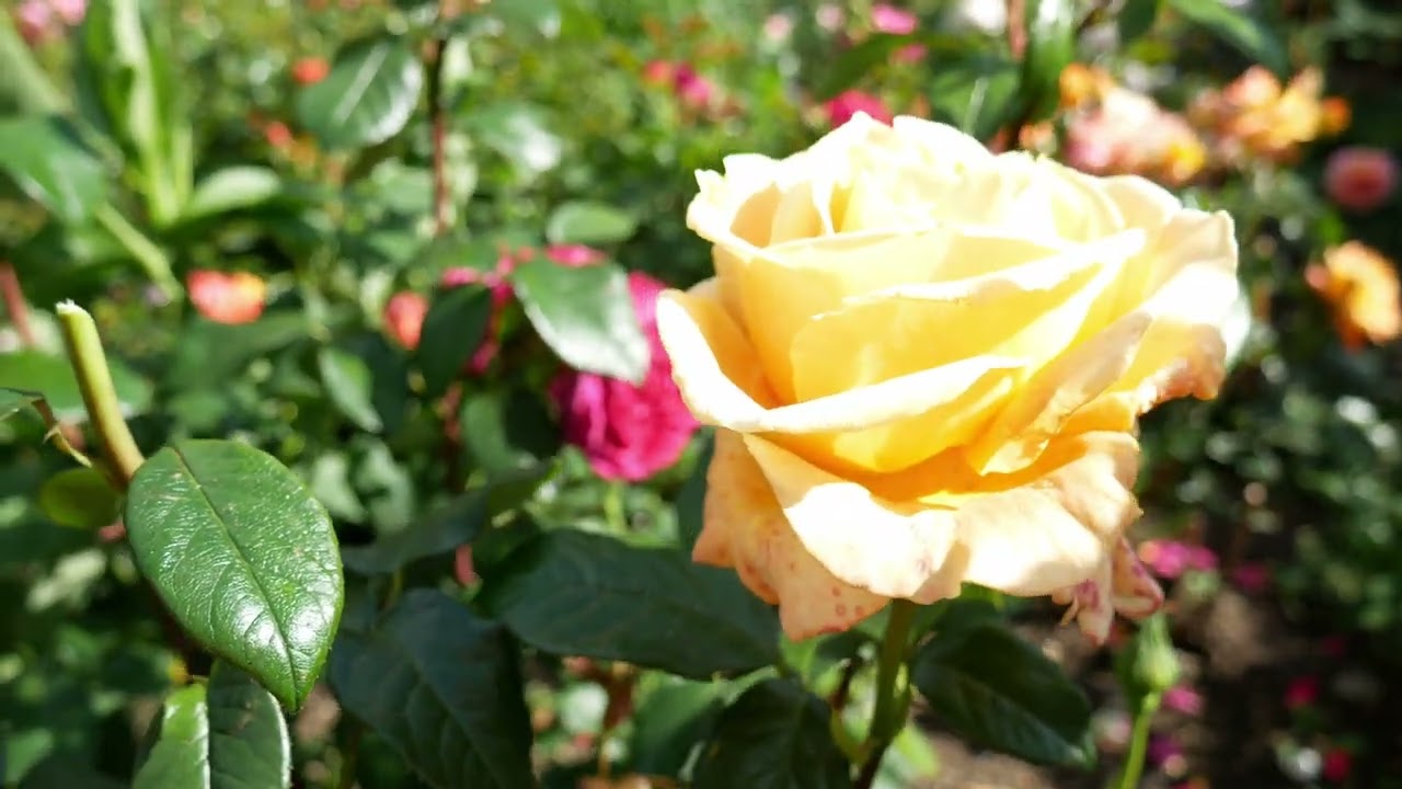 Candlelight Rose Review