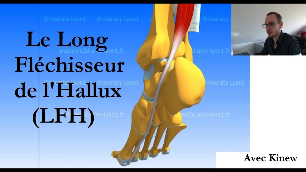 Long FléChisseur De L Hallux - Health Tips