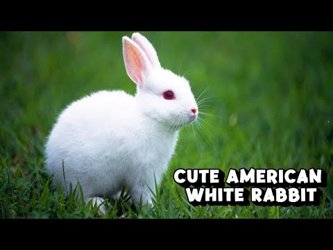 CUTE WHITE RABBIT | WHITE BUNNIES | FOR SALE!!! | #Shorts