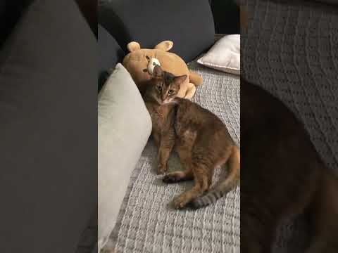 Oh hi!! #abyssinian #cat