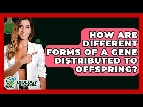 How Are Different Forms of a Gene Distributed to Offspring? - Biology For Everyone