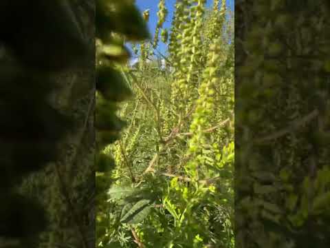 Ragweed Smells so Nice!