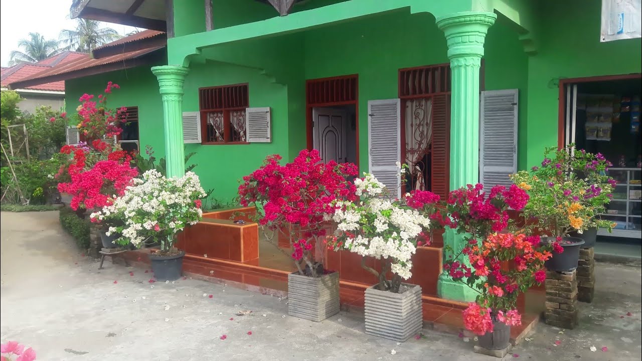 TERNYATA!!! Inilah Harga bougenville berbunga rimbun