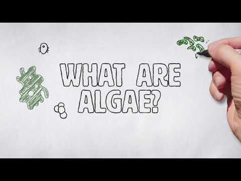 What are algae?