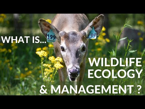What is Wildlife Ecology & Management?