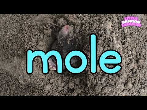 Phonics - Word Families: -ole