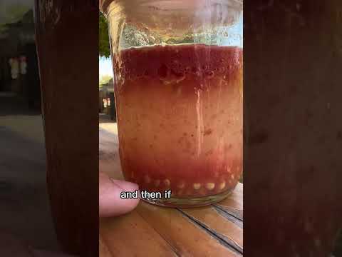 Tomato Seed Saving The RIGHT Way