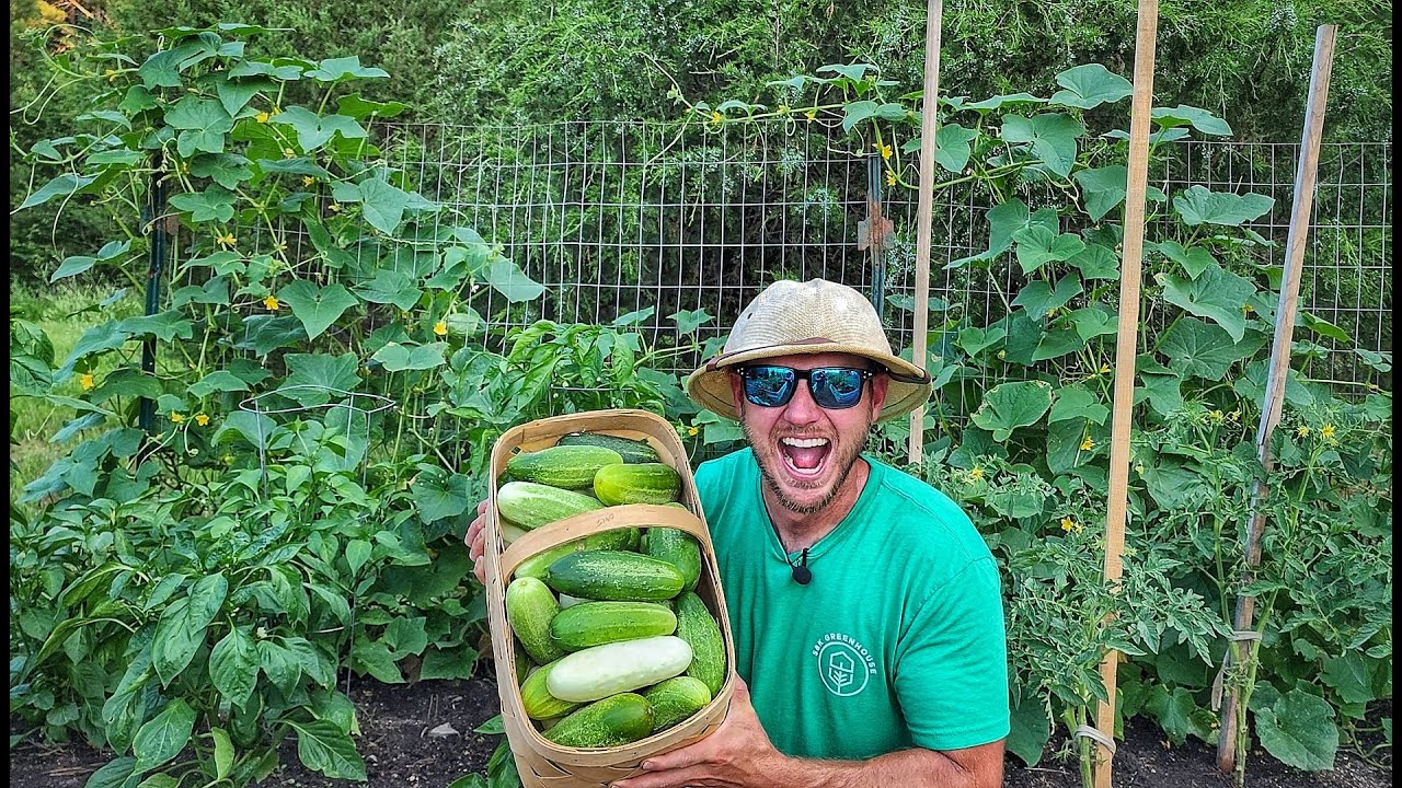 How to Grow TONS of Cucumbers With Just a Few Plants! |Maximize Your Harvest|