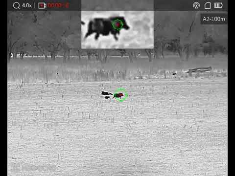 Good Boar with the Hikmicro Thunder TQ50. 2.0