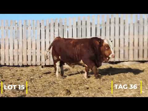 MBTS 2025 Tag 36 - Simmental
