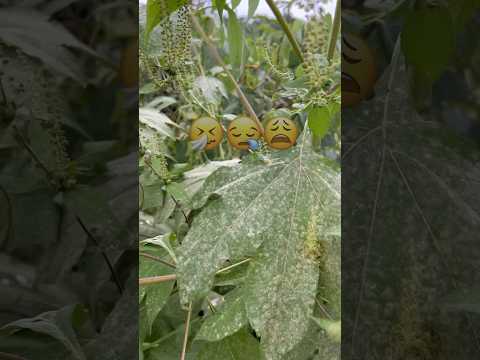 Ragweed Pollen