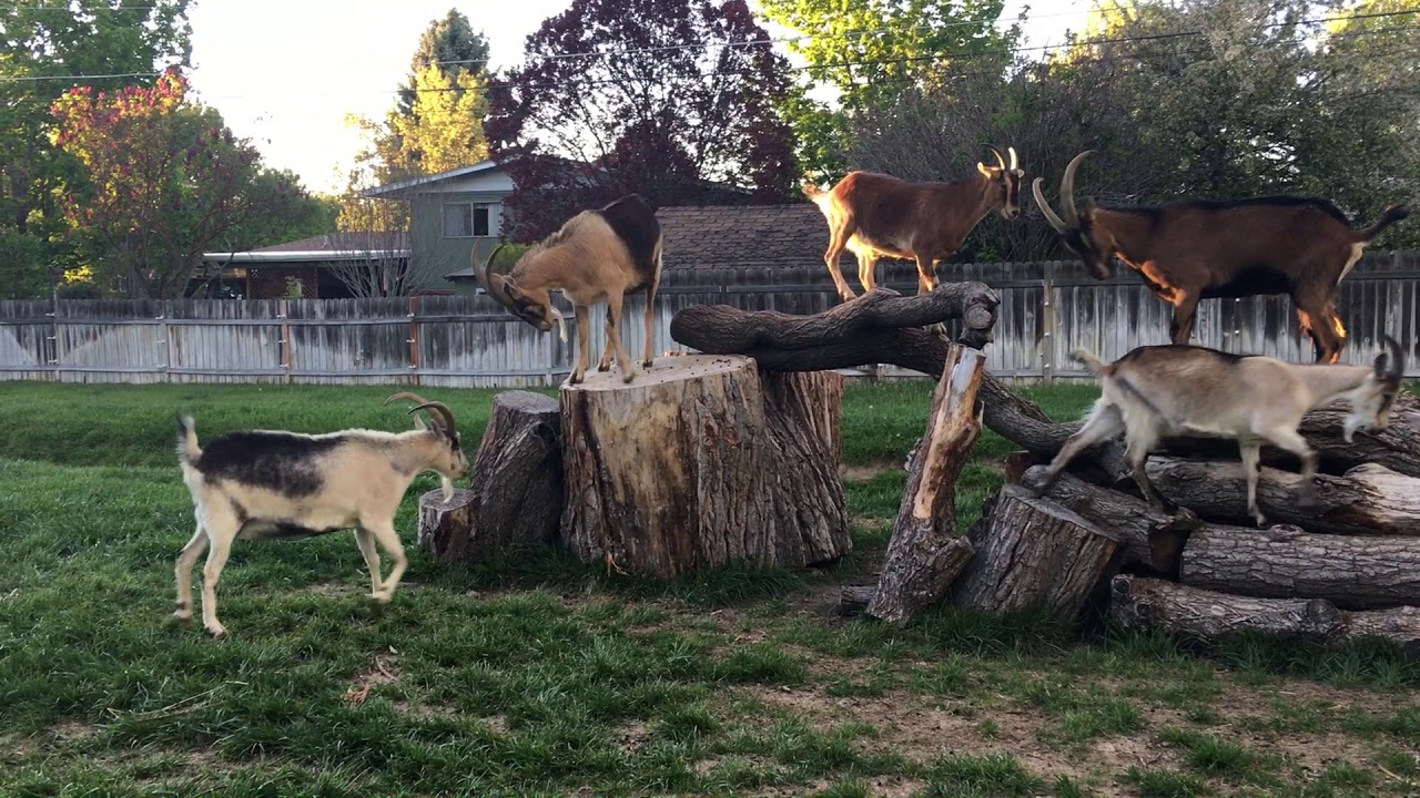 Pack Goat Play Structure