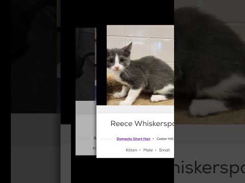 Silly Cat Names on PetFinder Part 3 #cats #catlover