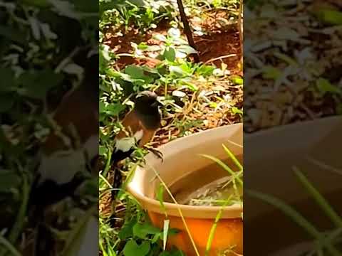 Rufous treepie வால் காக்கை